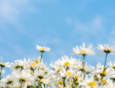 Ritu Riyat - THE STRESS DETOX